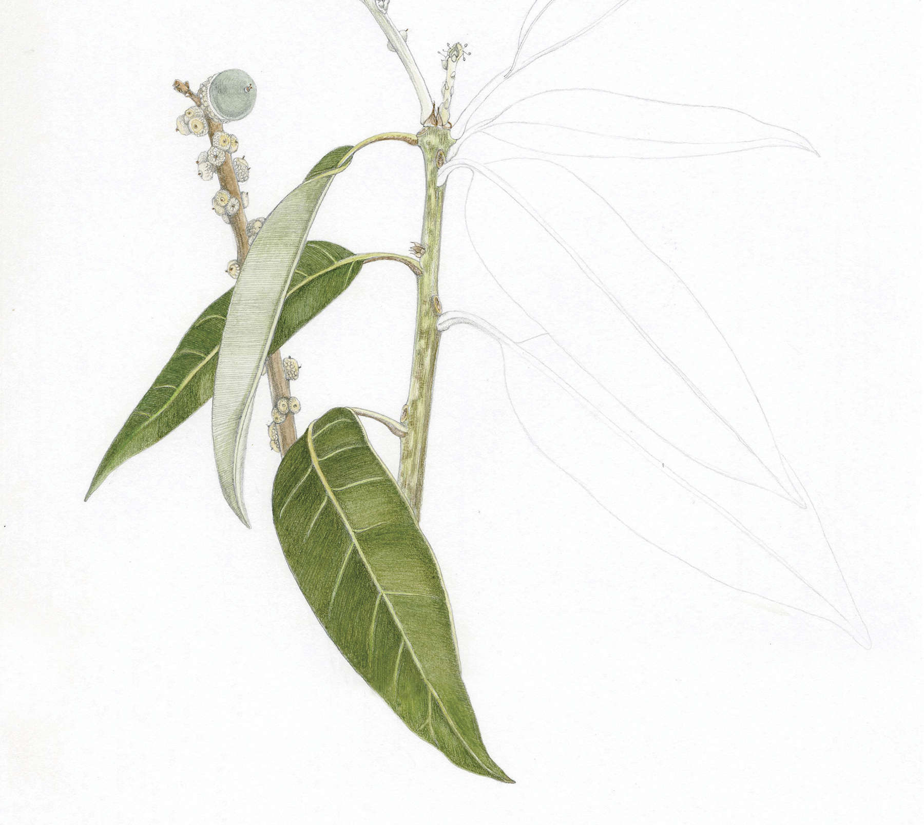 Henry’s Stone Oak: Lithocarpus henryi - WALTER Magazine