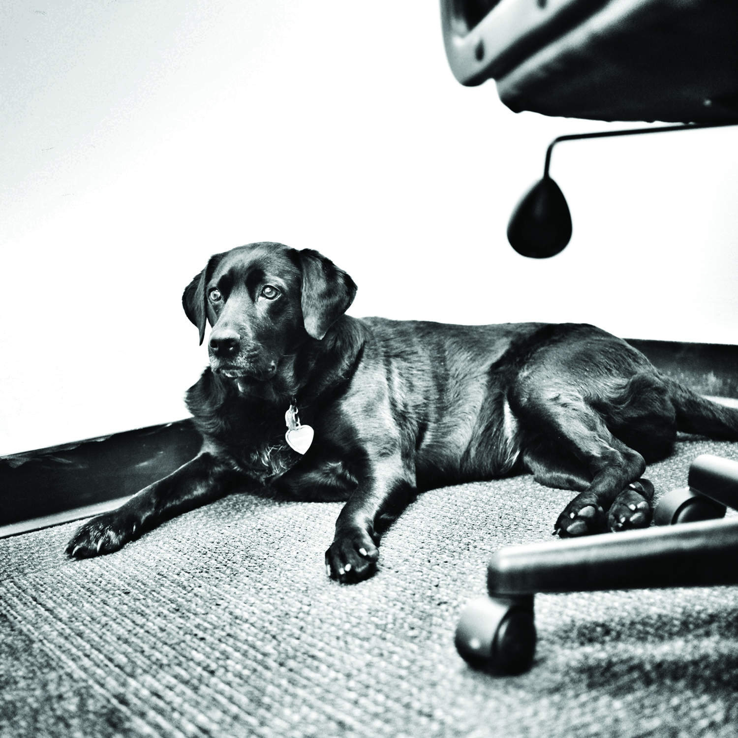 Dogs at work - WALTER Magazine