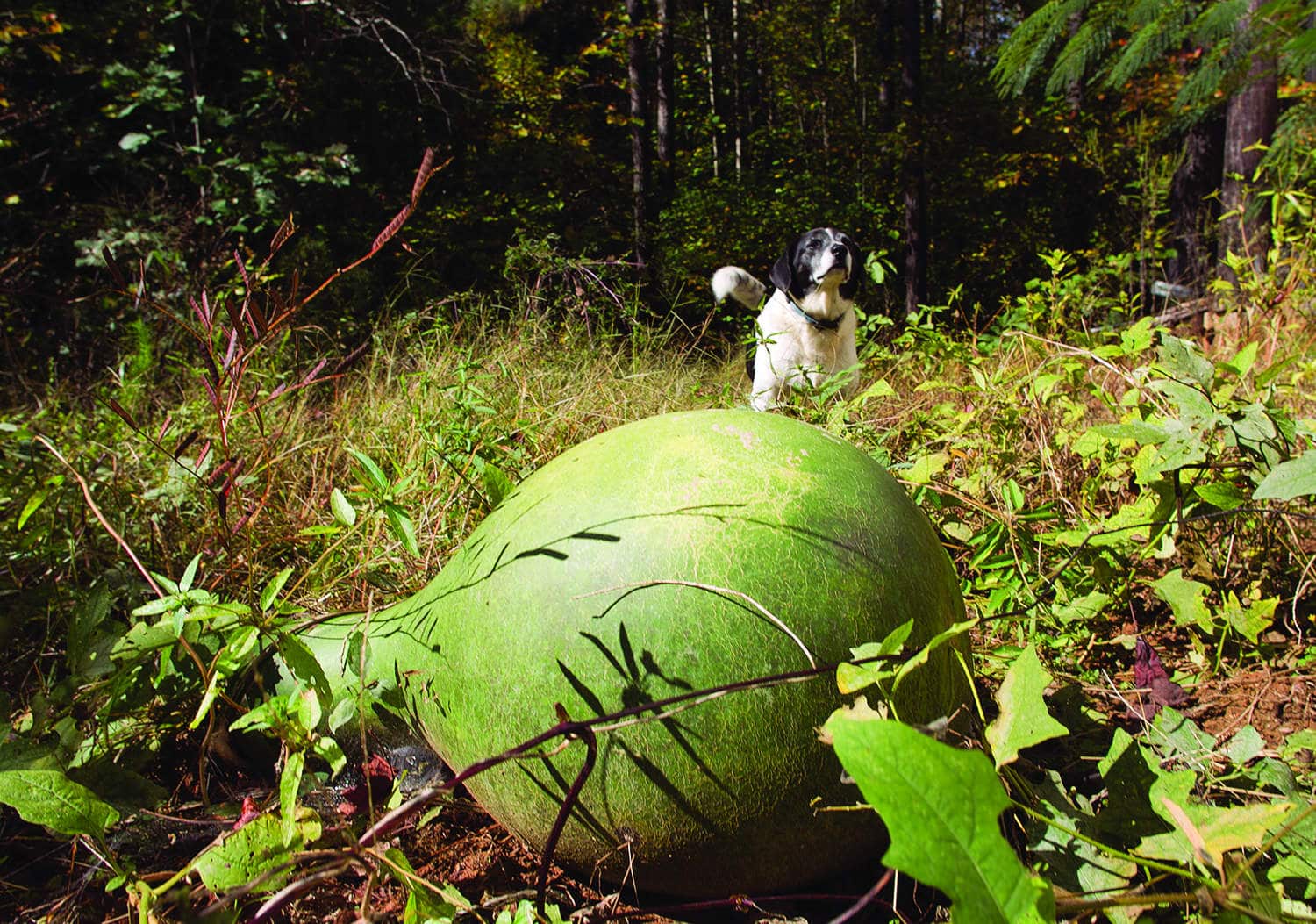 Spotlight: Gourd-geous - WALTER Magazine