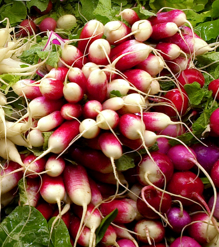 On the Farm with Sean Fowler: Radishes - WALTER Magazine