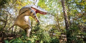 Where to Get Up Close with Wild Animals in N.C. - WALTER Magazine