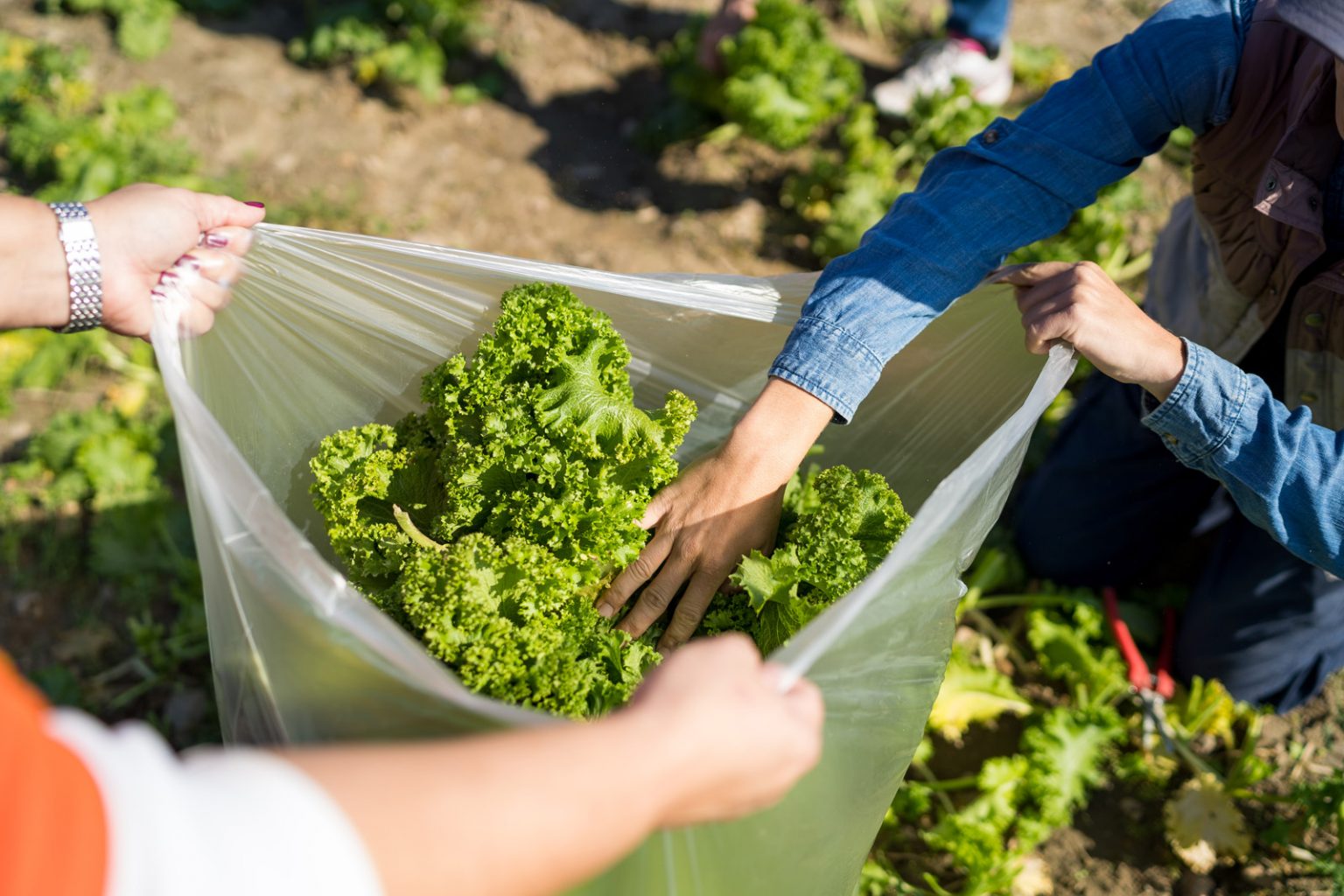 7 Ways to Fight Hunger in the Triangle - WALTER Magazine