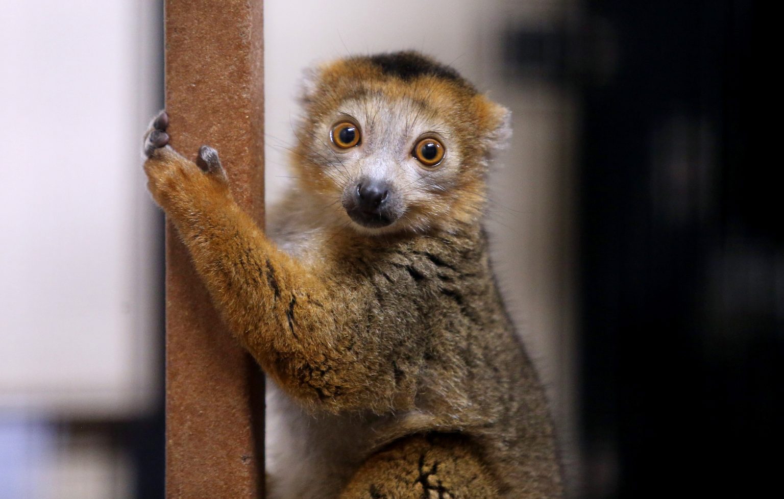 Where to Get Up Close with Wild Animals in N.C. - WALTER Magazine
