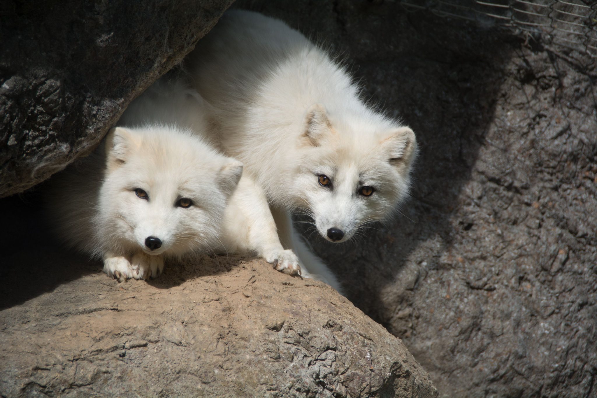 Where to Get Up Close with Wild Animals in N.C. - WALTER Magazine