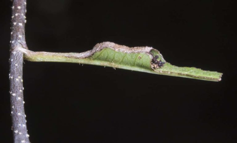 What do Caterpillars Do in Winter? - WALTER Magazine