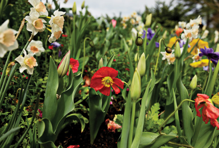 Scenes of Spring at Duke Gardens - WALTER Magazine