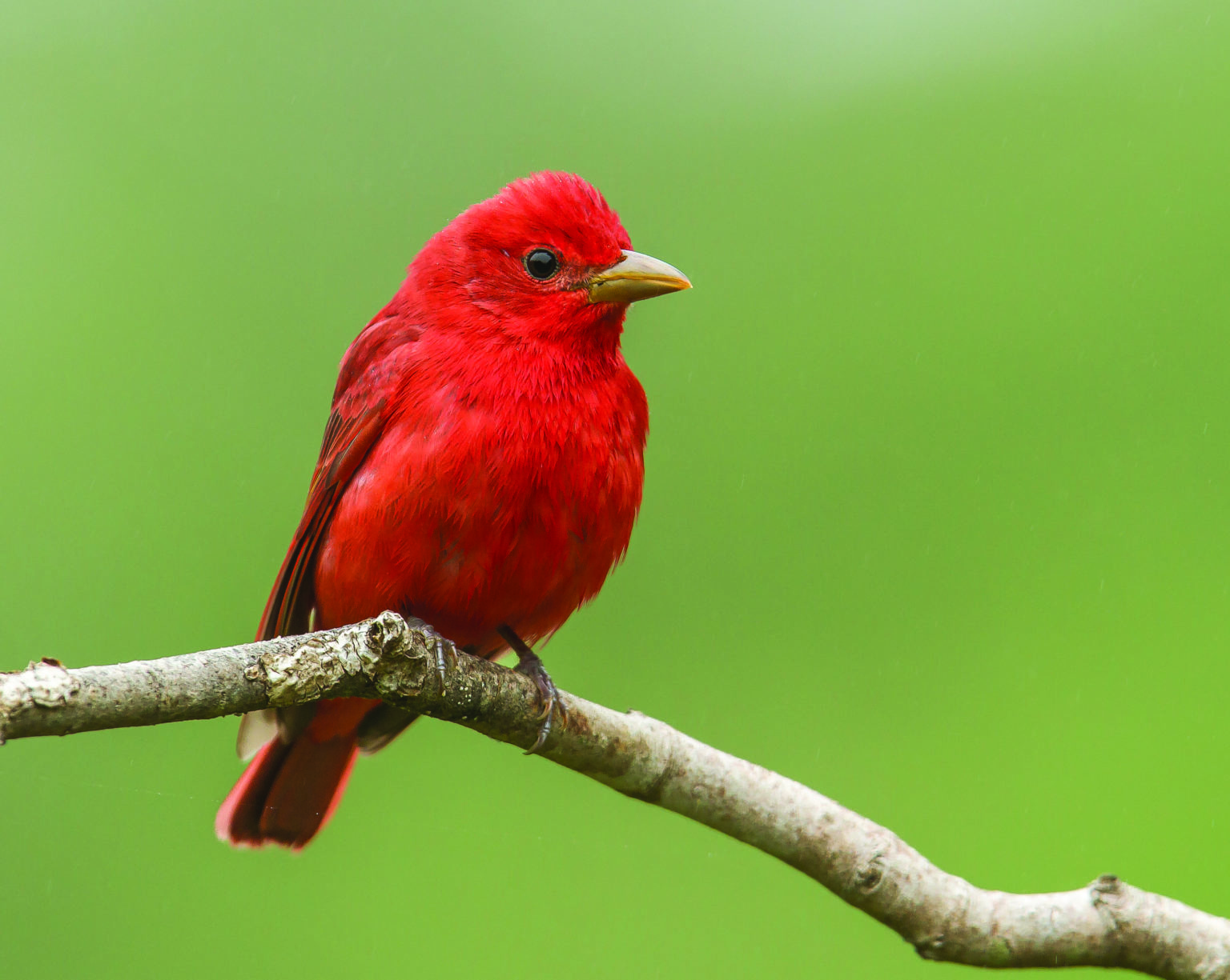 The Other Red Bird - WALTER Magazine