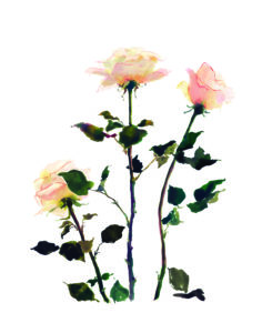 Flora & Fauna: Watercolor Artist Inslee Fariss - WALTER Magazine