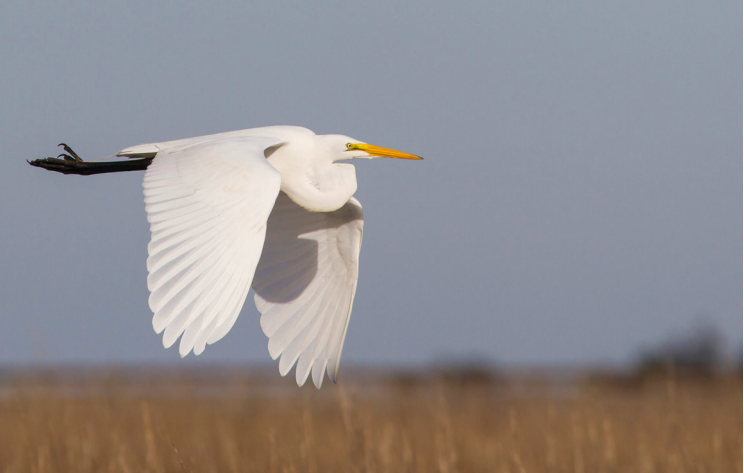 Beach Birds: Take a Closer Look at your Surfside Companions - WALTER ...