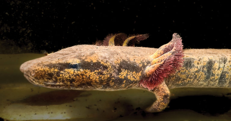 Water Warriors: Meet the Rare Neuse River Waterdog - WALTER Magazine