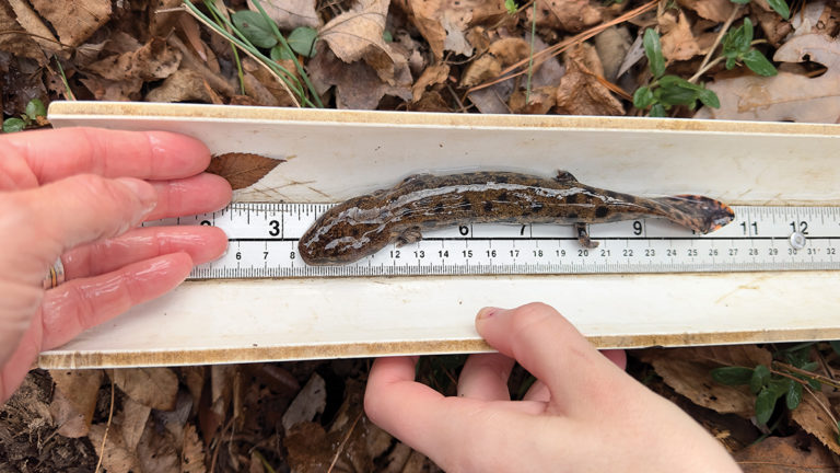Water Warriors: Meet the Rare Neuse River Waterdog - WALTER Magazine