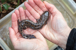 Water Warriors: Meet the Rare Neuse River Waterdog - WALTER Magazine