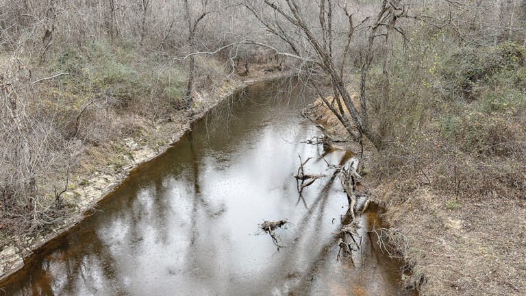 Water Warriors: Meet the Rare Neuse River Waterdog - WALTER Magazine