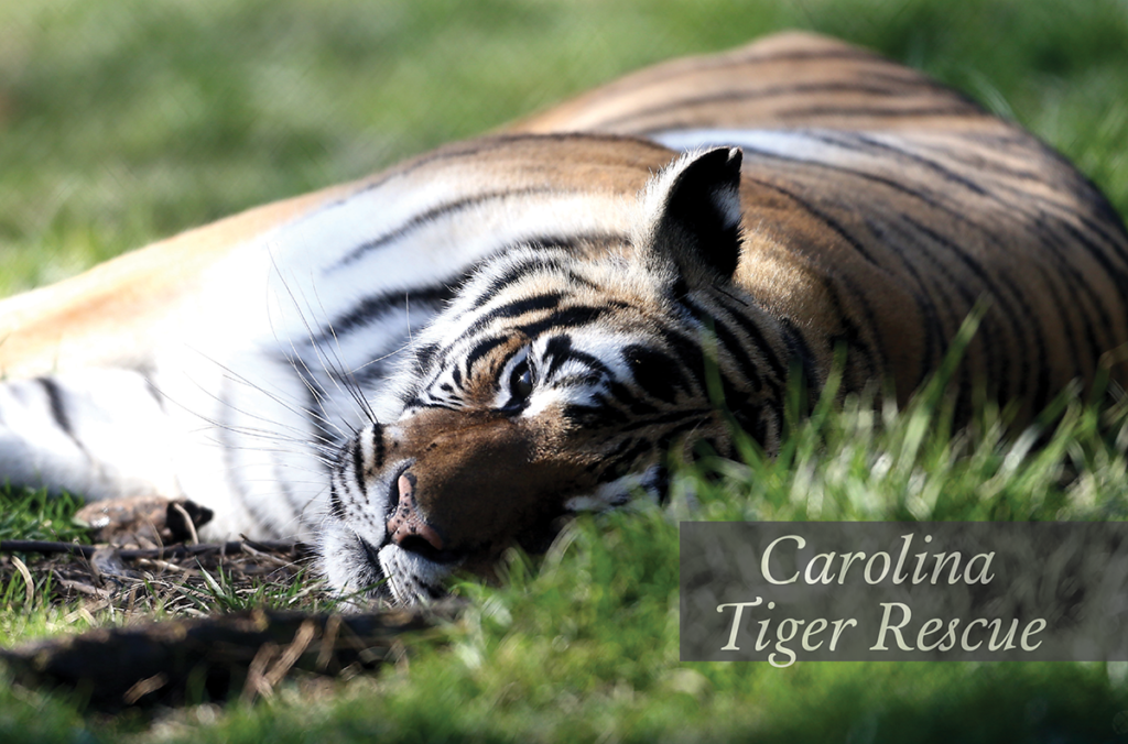 WALTER Magazine: based in Raleigh, North Carolina