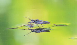 Walking on Water: The Wonders of Water Striders - WALTER Magazine