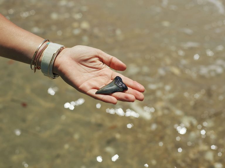 How to Find Shark Teeth on the Beach - WALTER Magazine