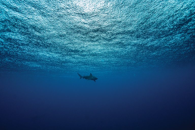 From the Deep: Shark Teeth on the North Carolina Coast - WALTER Magazine