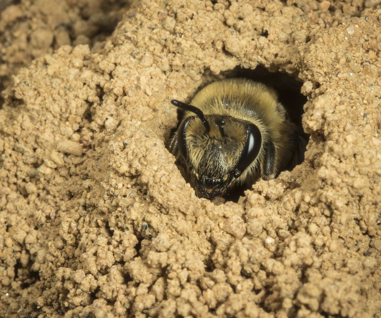 The Buzz: North Carolina’s Coolest Native Bees - WALTER Magazine