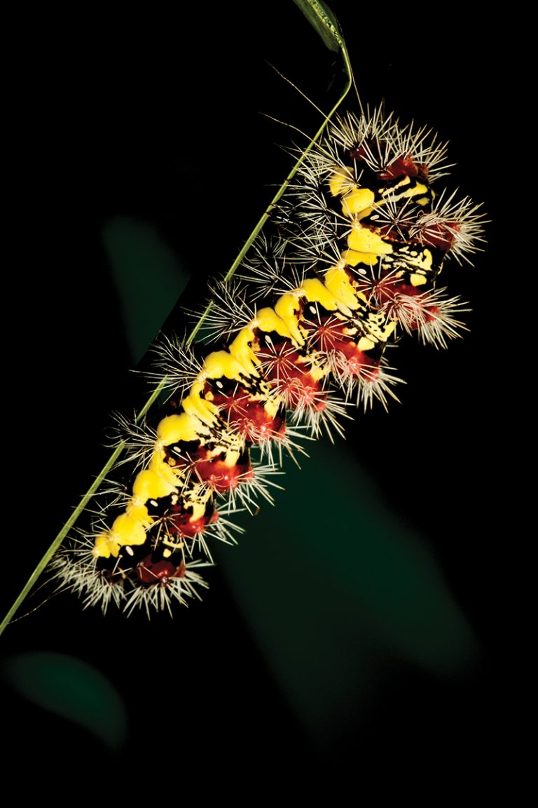 Wild, Wacky & Wooly Caterpillars in Your Backyard - WALTER Magazine