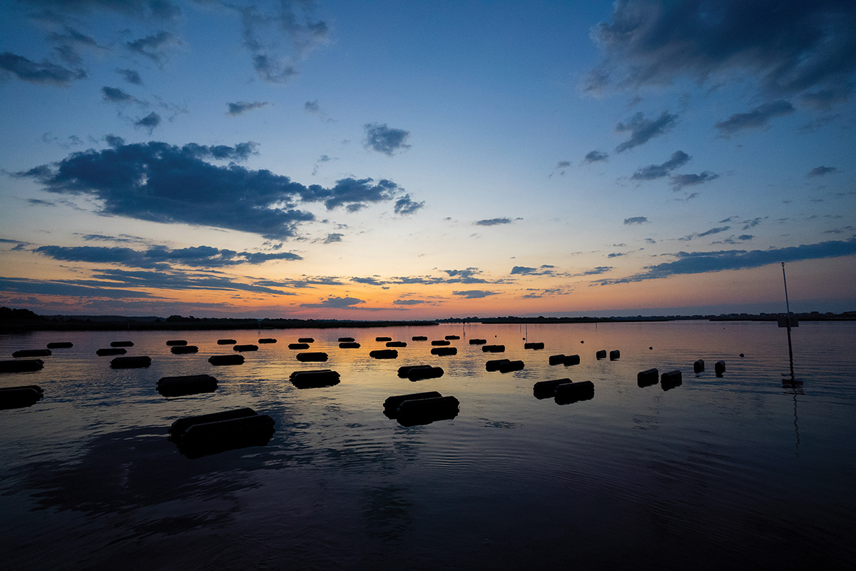 Savoring the Sea: The NC Oyster Trail - WALTER Magazine