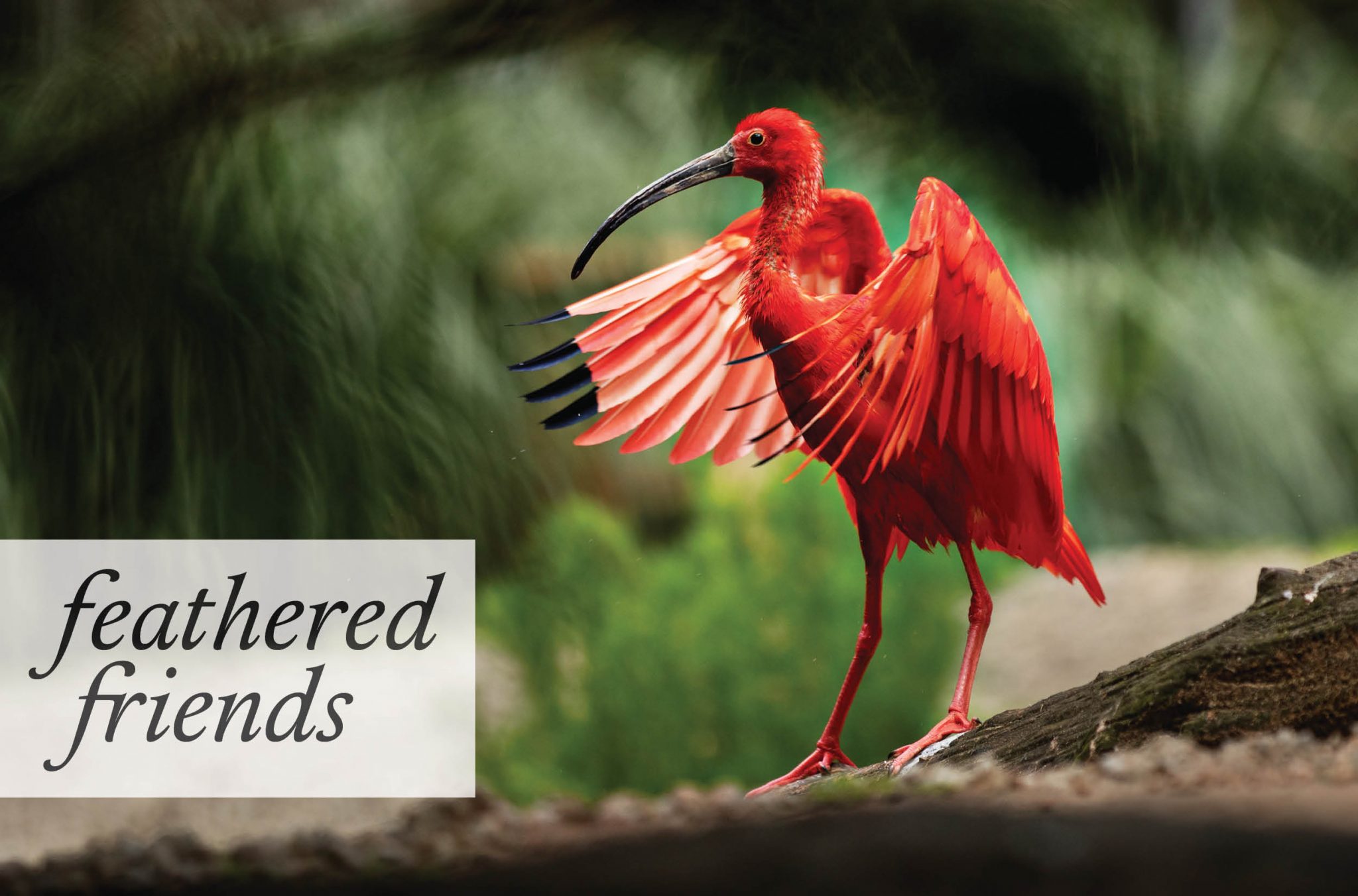 WALTER Magazine: based in Raleigh, North Carolina