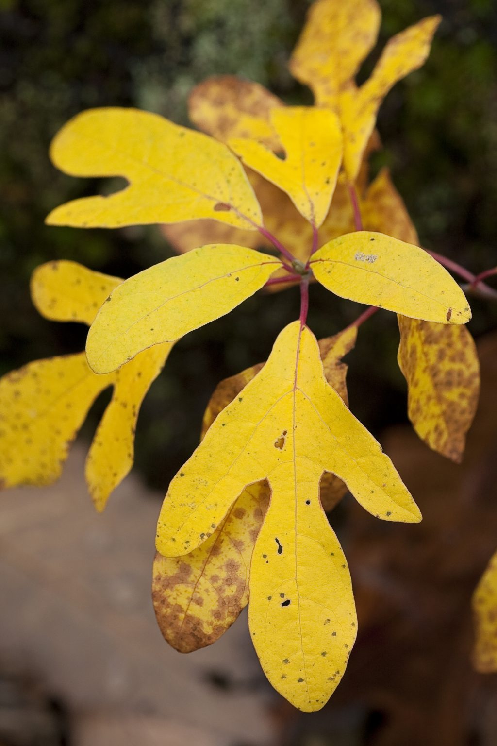 A Closer Look at Autumn Leaves - WALTER Magazine