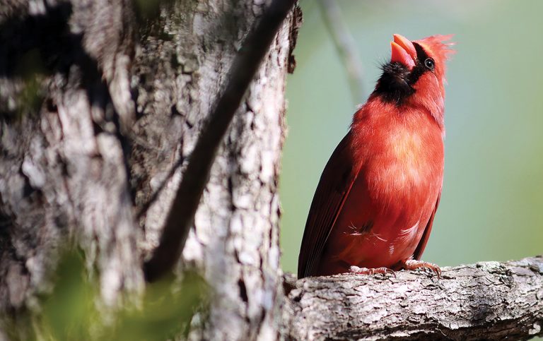 Not a Smooth Flight: The Story of Our State Bird - WALTER Magazine