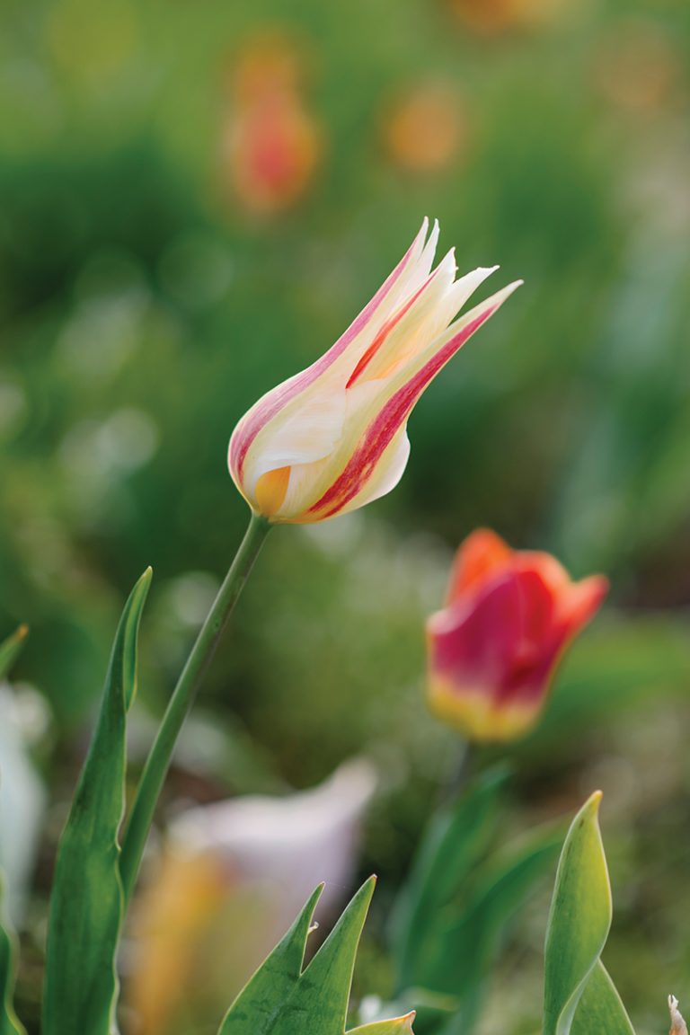 Tripping through Tulips in Sanford - WALTER Magazine