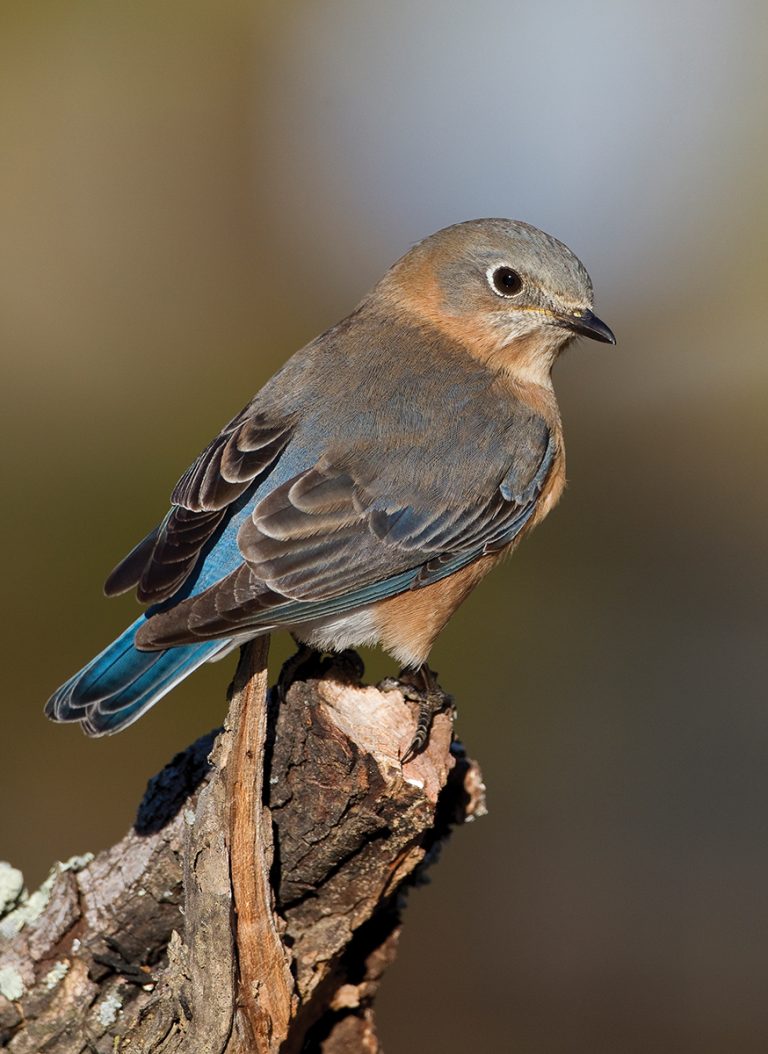 Blue Beauties: Meet The Eastern Bluebird - WALTER Magazine
