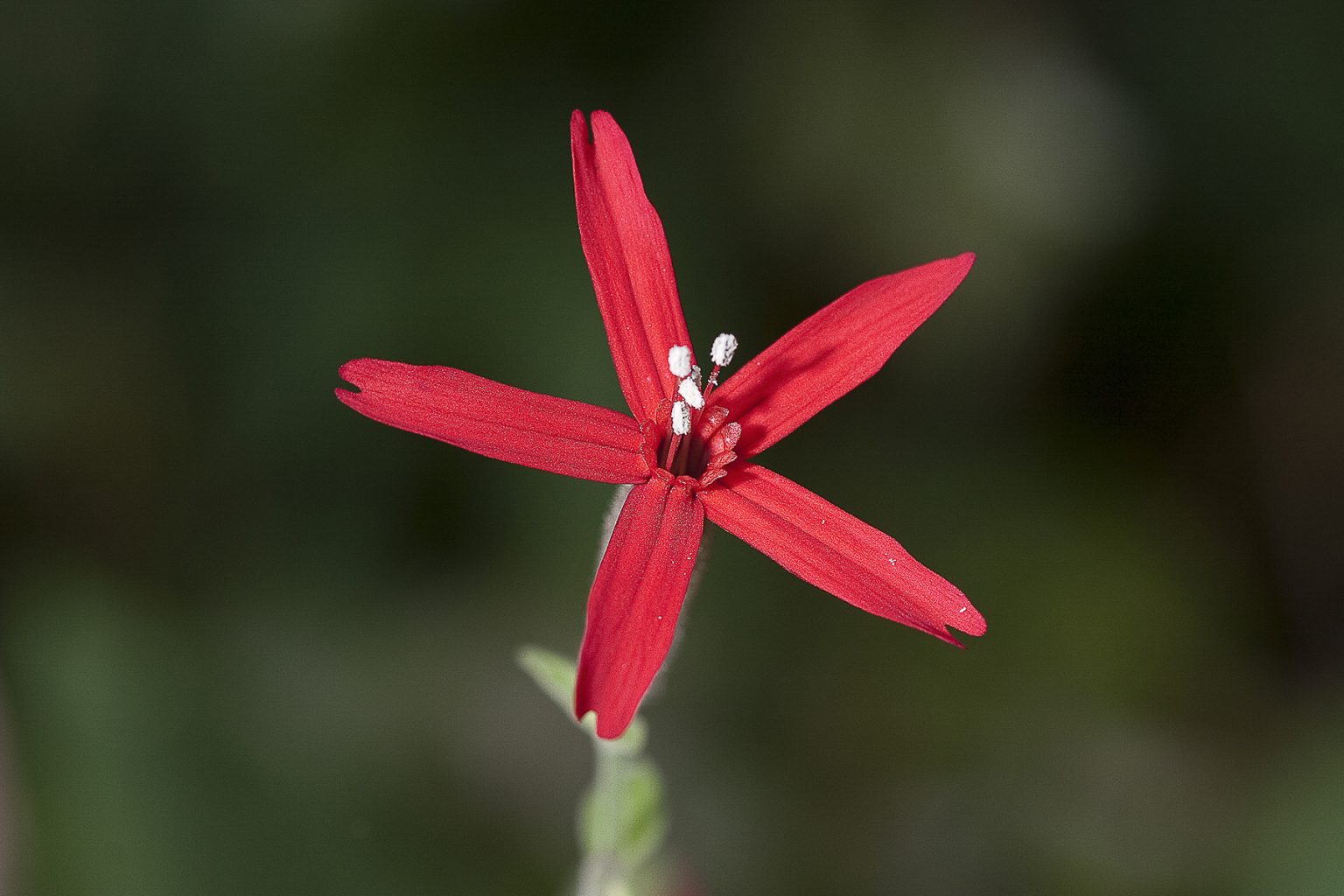 Beckoning Blooms: North Carolina's Native Red Flowers - WALTER Magazine