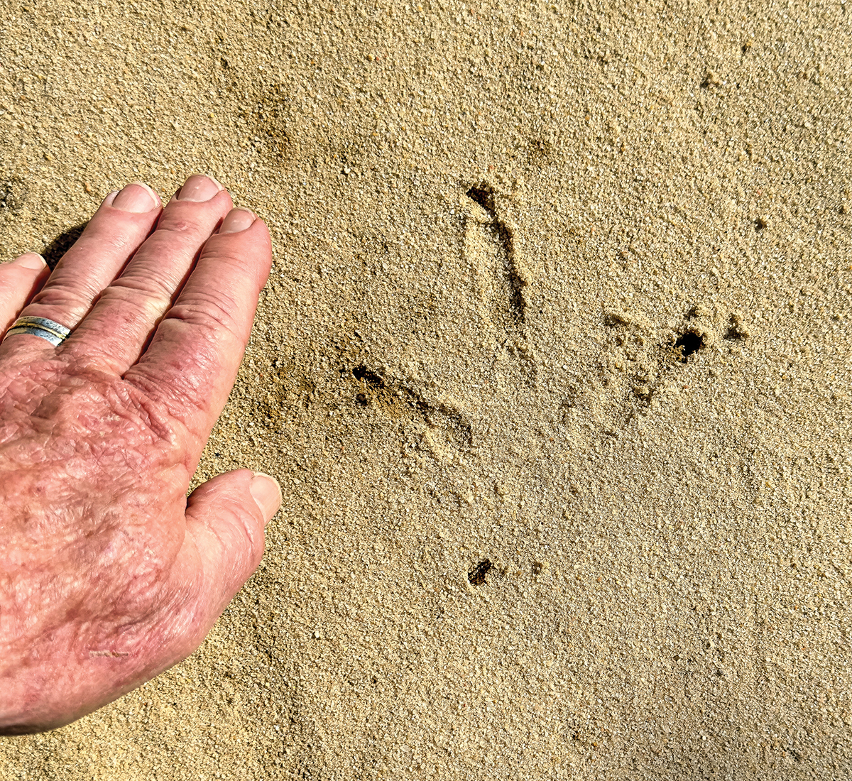 Track Tales: Can You Identity the Prints of Our Wildlife? - WALTER Magazine