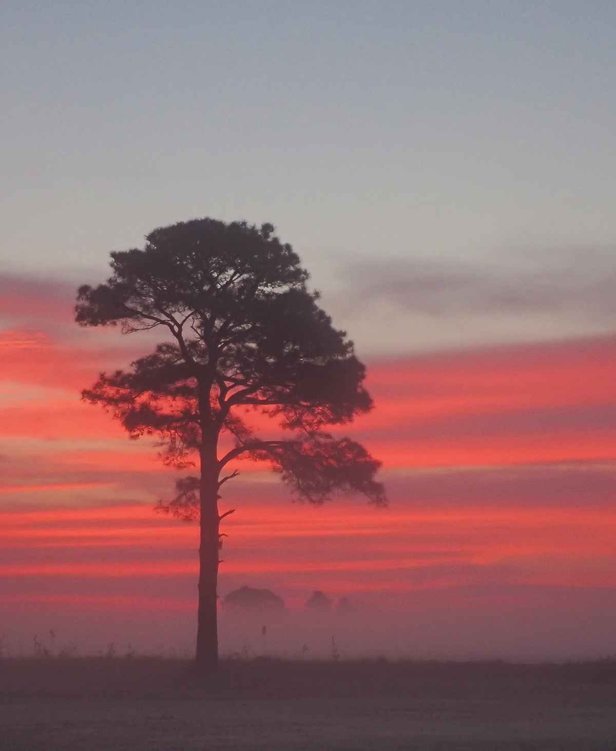 The Soul of a Tree: Appreciating Winter Silhouettes - WALTER Magazine